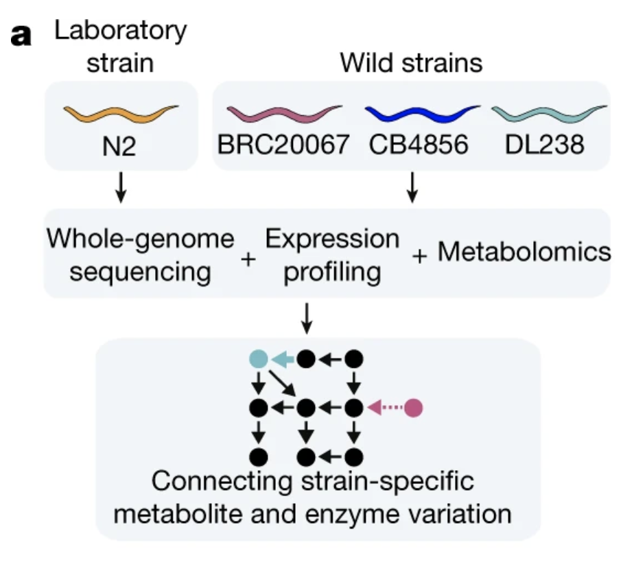 Research — The Walhout Lab